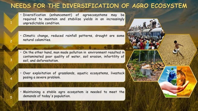 Diversification of Agro Ecosystem | PPT