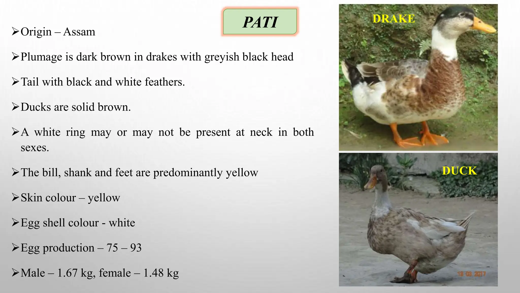 Breeds OF Diversified species of Poultry.pptx