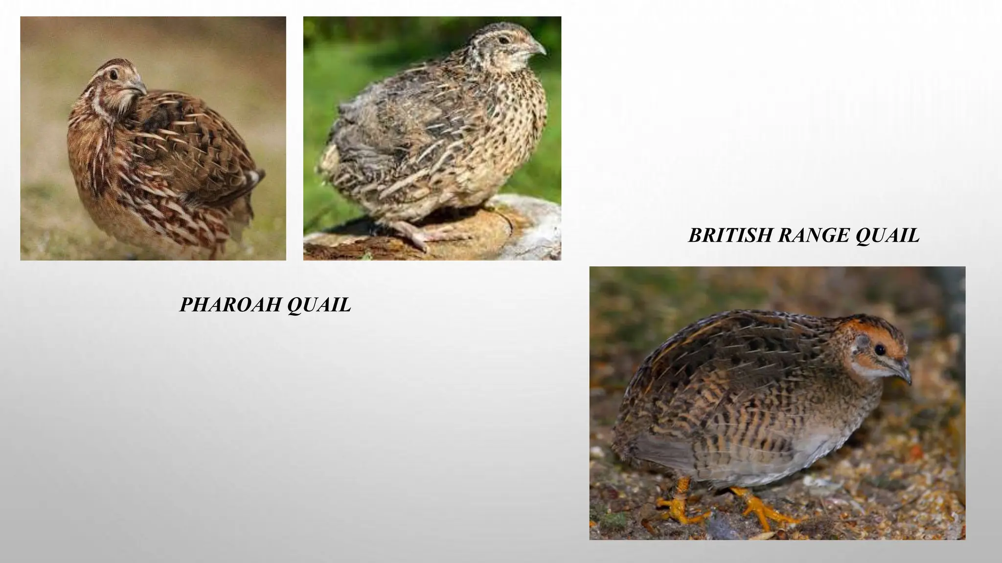 Breeds OF Diversified species of Poultry.pptx