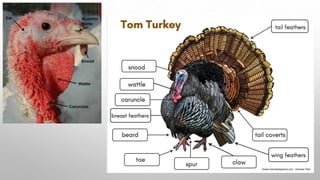 Breeds OF Diversified species of Poultry.pptx