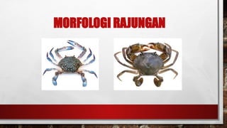 DIVERSIFIKASI PENGOLAHAN HASIL PERIKANAN NON IKAN.pptx