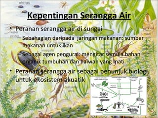 Diversiti, komposisi and taburan of serangga air | PPT