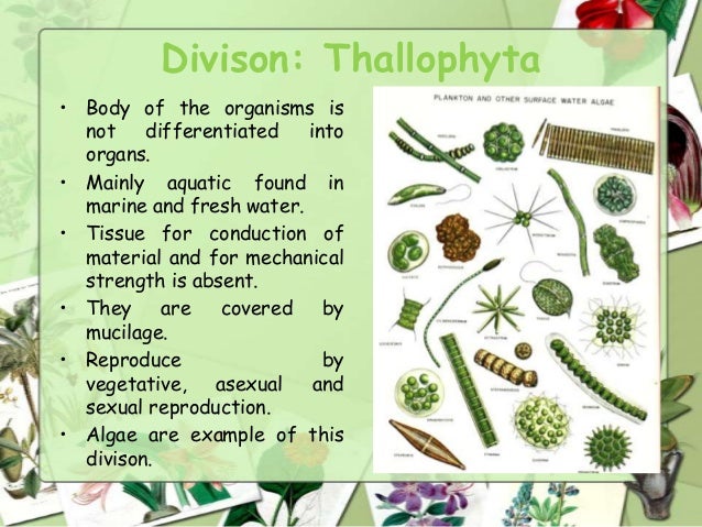Diversity in living organisms....