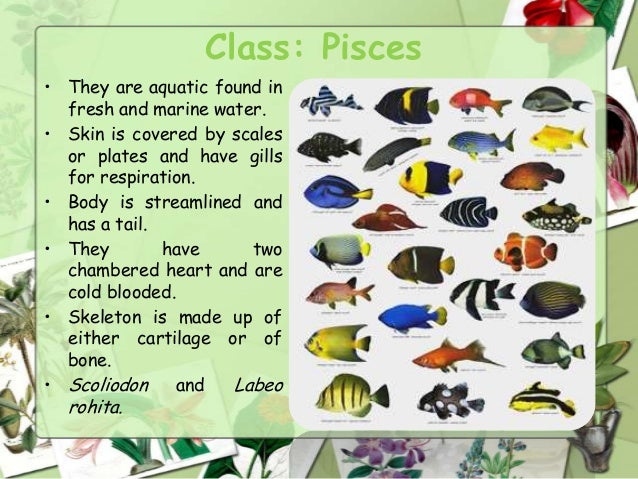 Diversity in living organisms....