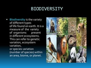 Biodiiversity | PPTX
