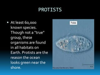 Biodiiversity | PPTX