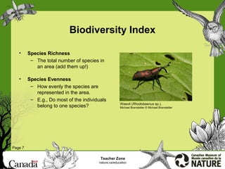 Diversity | PPT