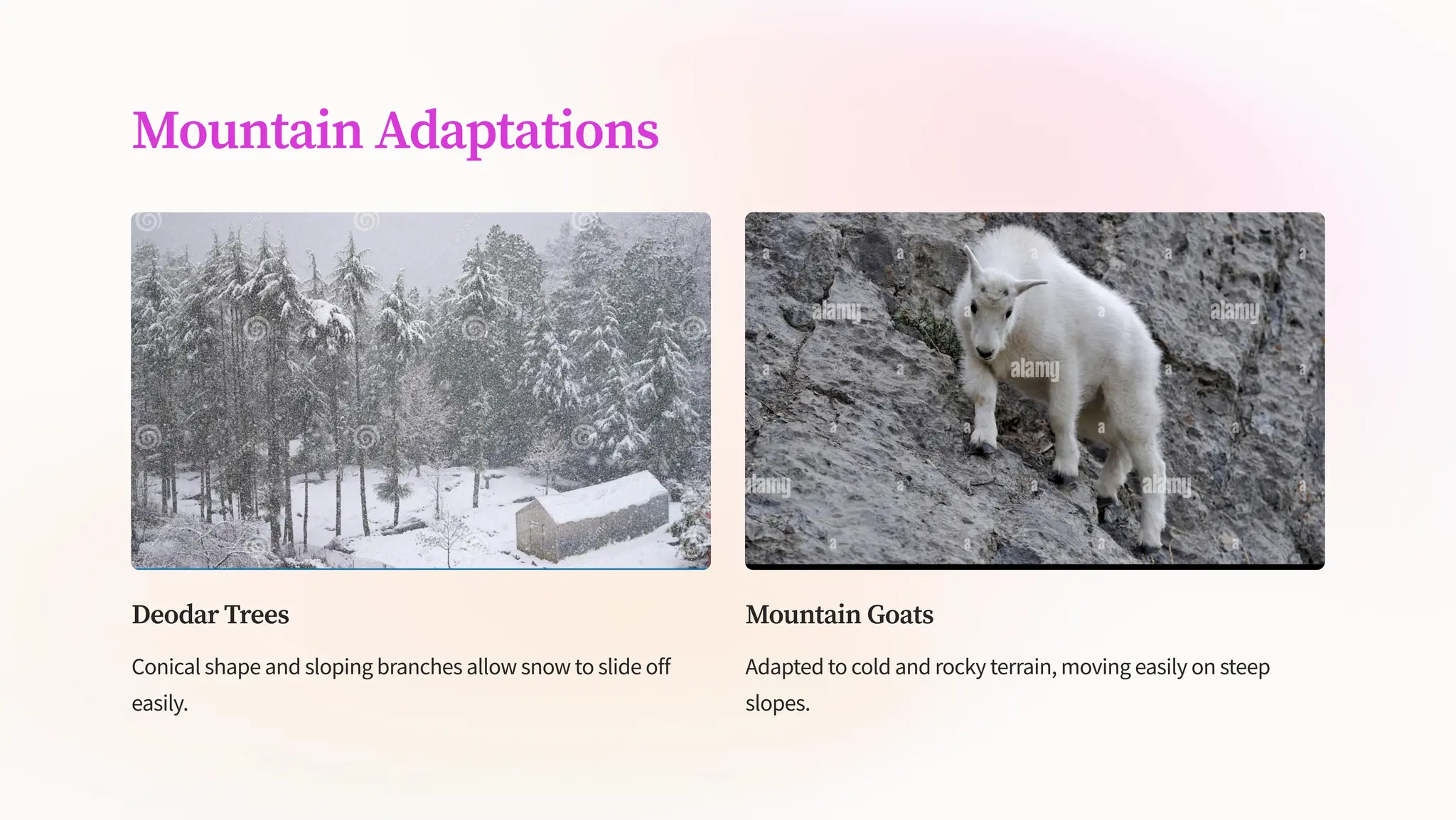 Diversity-in-the-Living-World.pdf 6th class science curiosity | PDF