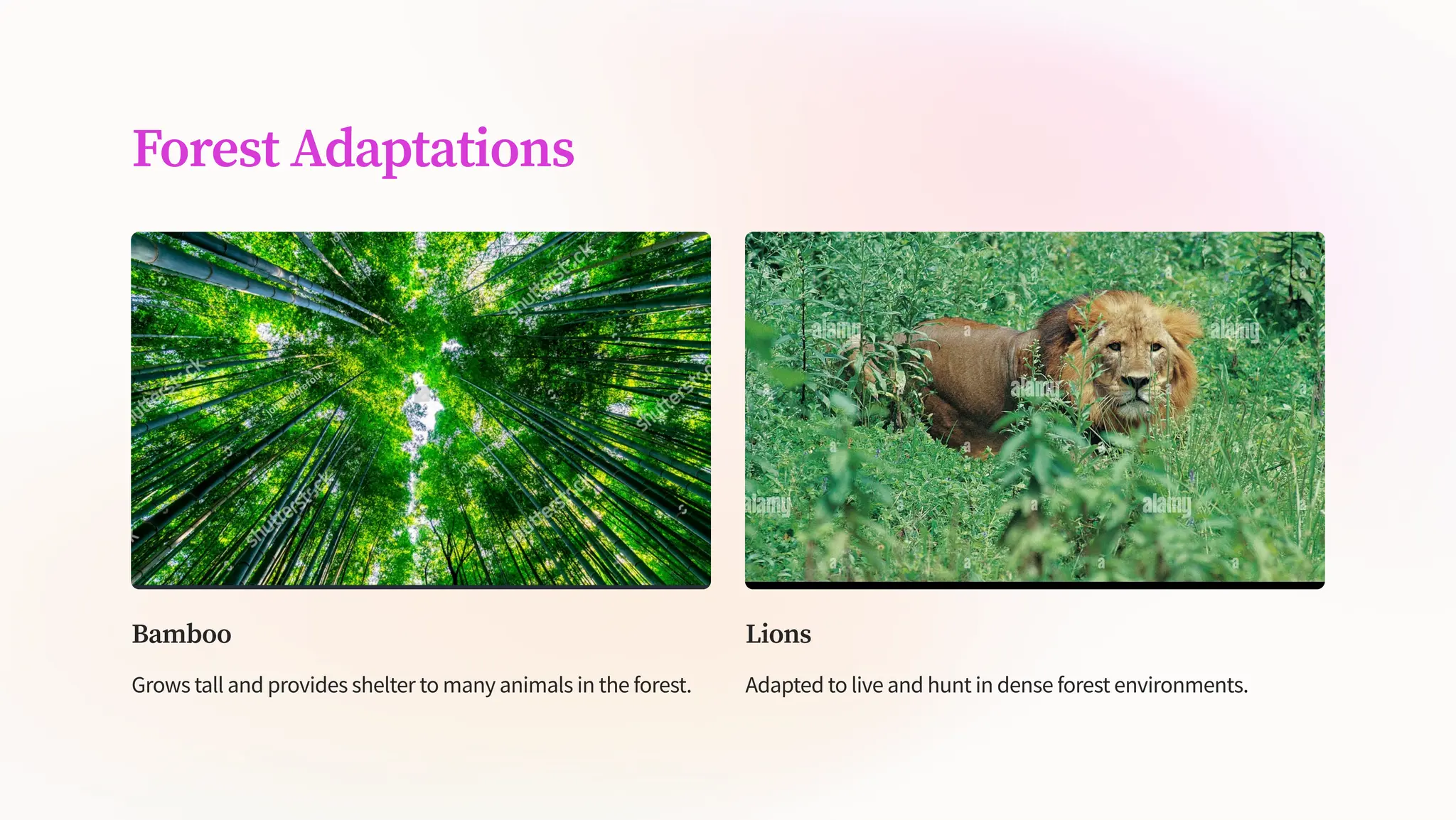 Diversity-in-the-Living-World.pdf 6th class science curiosity | PDF