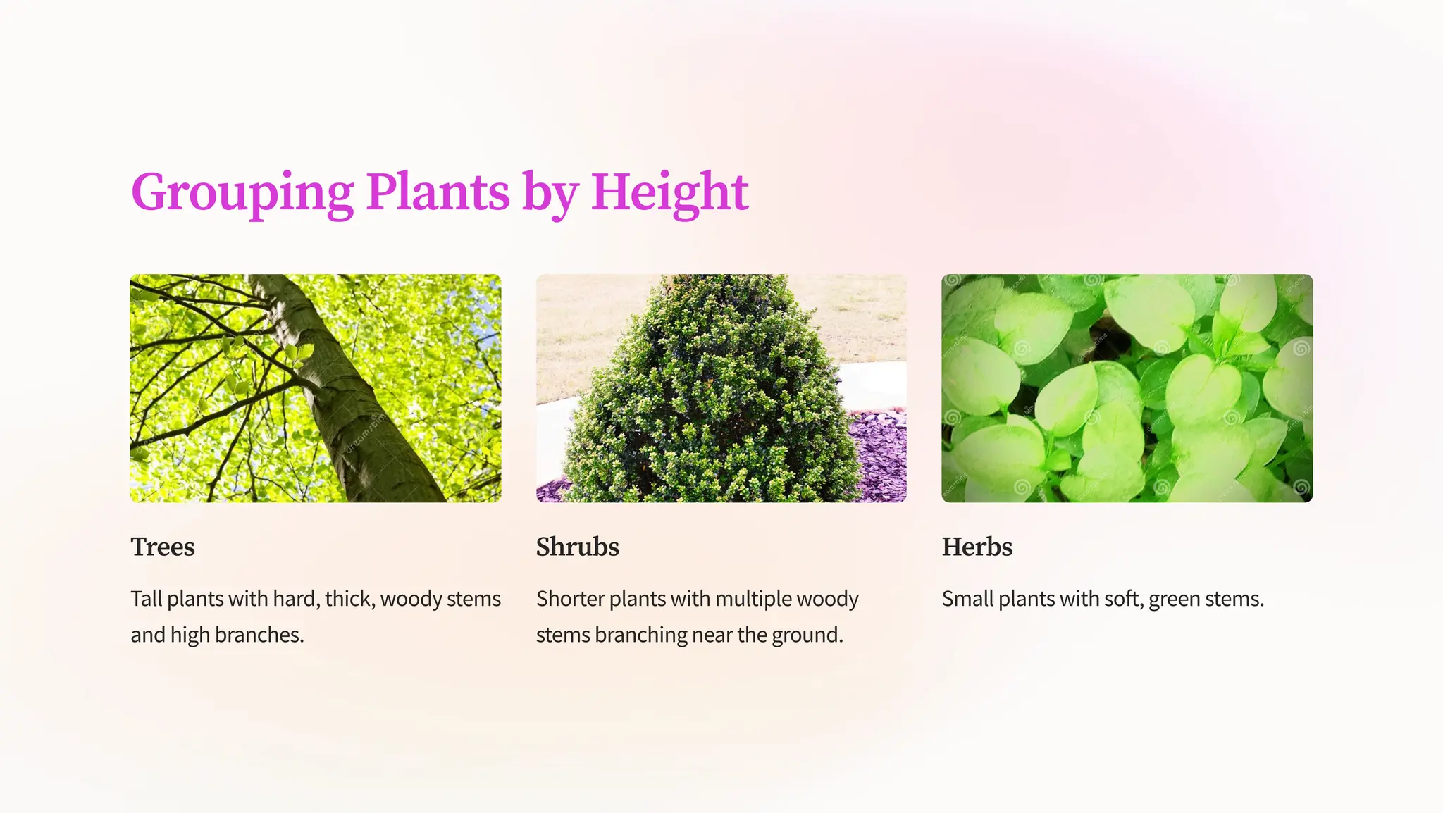 Diversity-in-the-Living-World.pdf 6th class science curiosity | PDF