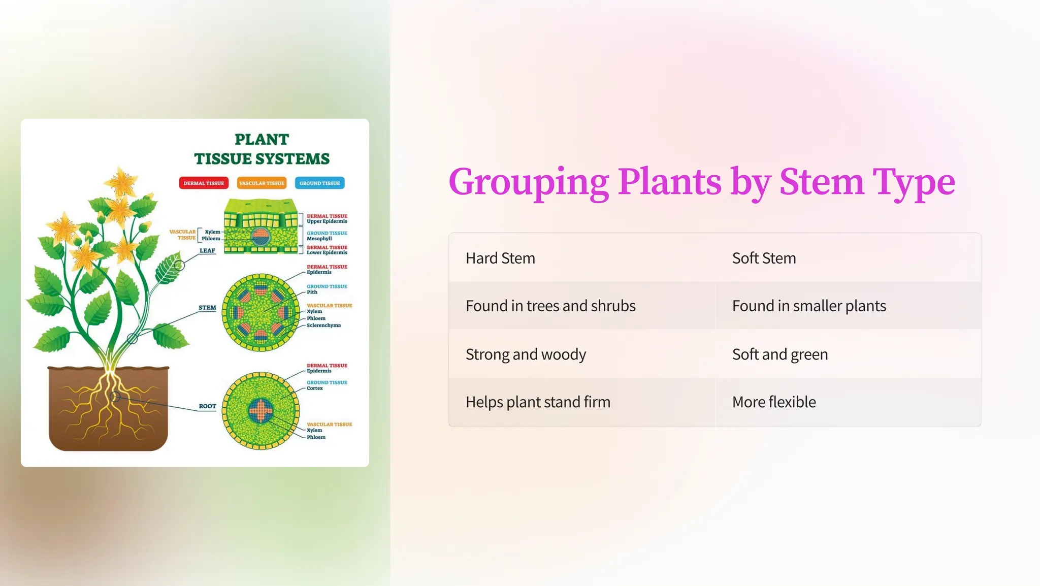 Diversity-in-the-Living-World.pdf 6th class science curiosity | PDF