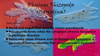 Diversity of protists by resty samosa ma ed biology | PDF