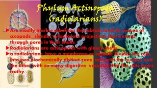 Diversity of protists by resty samosa ma ed biology | PPT