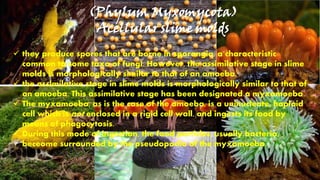 Diversity of protists by resty samosa ma ed biology | PPT