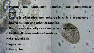 Diversity of protists by resty samosa ma ed biology | PPT