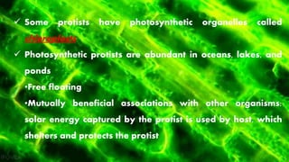 Diversity of protists by resty samosa ma ed biology | PPT