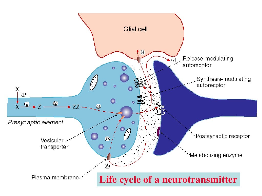 Diversity Of Synaptic Signaling Among Individual Cortical Neurons