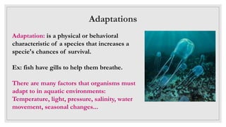 Diversity & adaptations | PPT
