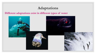 Diversity & adaptations | PPT