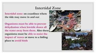 Diversity & adaptations | PPT