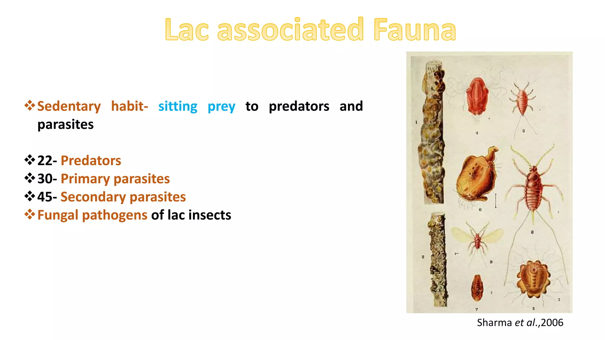 Diversity and conservation of lac insects | PPT