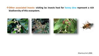 Diversity and conservation of lac insects | PPTX