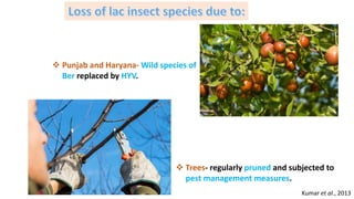 Diversity and conservation of lac insects | PPTX