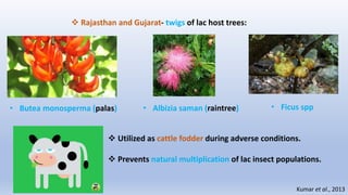 Diversity and conservation of lac insects | PPTX