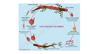 Diversity and conservation of lac insects | PPT