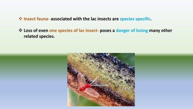 Diversity and conservation of lac insects | PPT