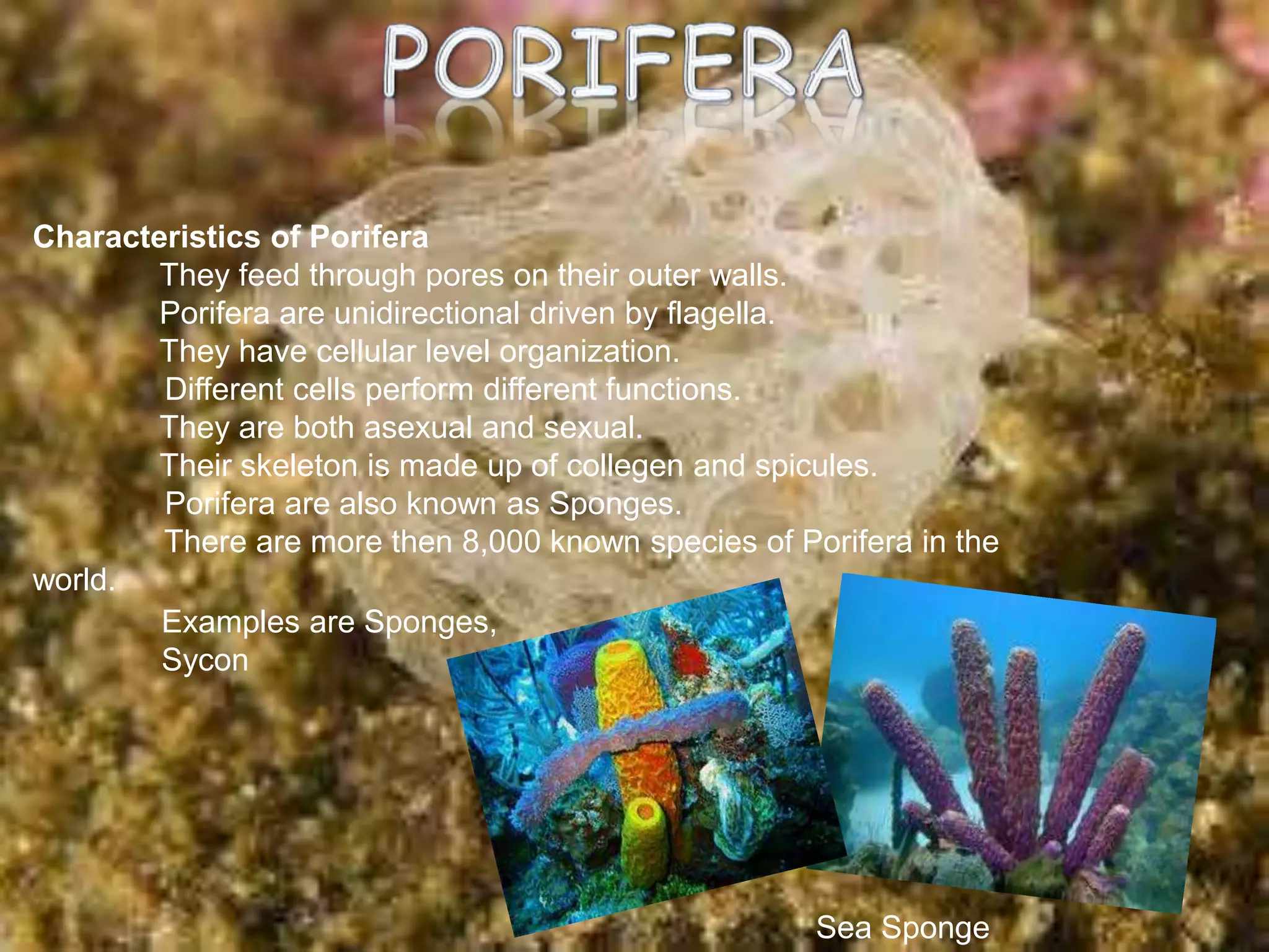 Diversity in living organisms | PPTX