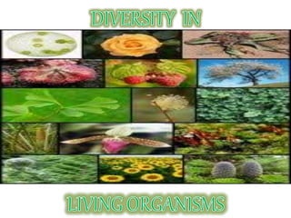 Diversity in living organisms | PPTX