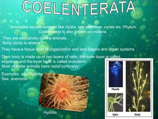 Diversity in living organisms | PPTX