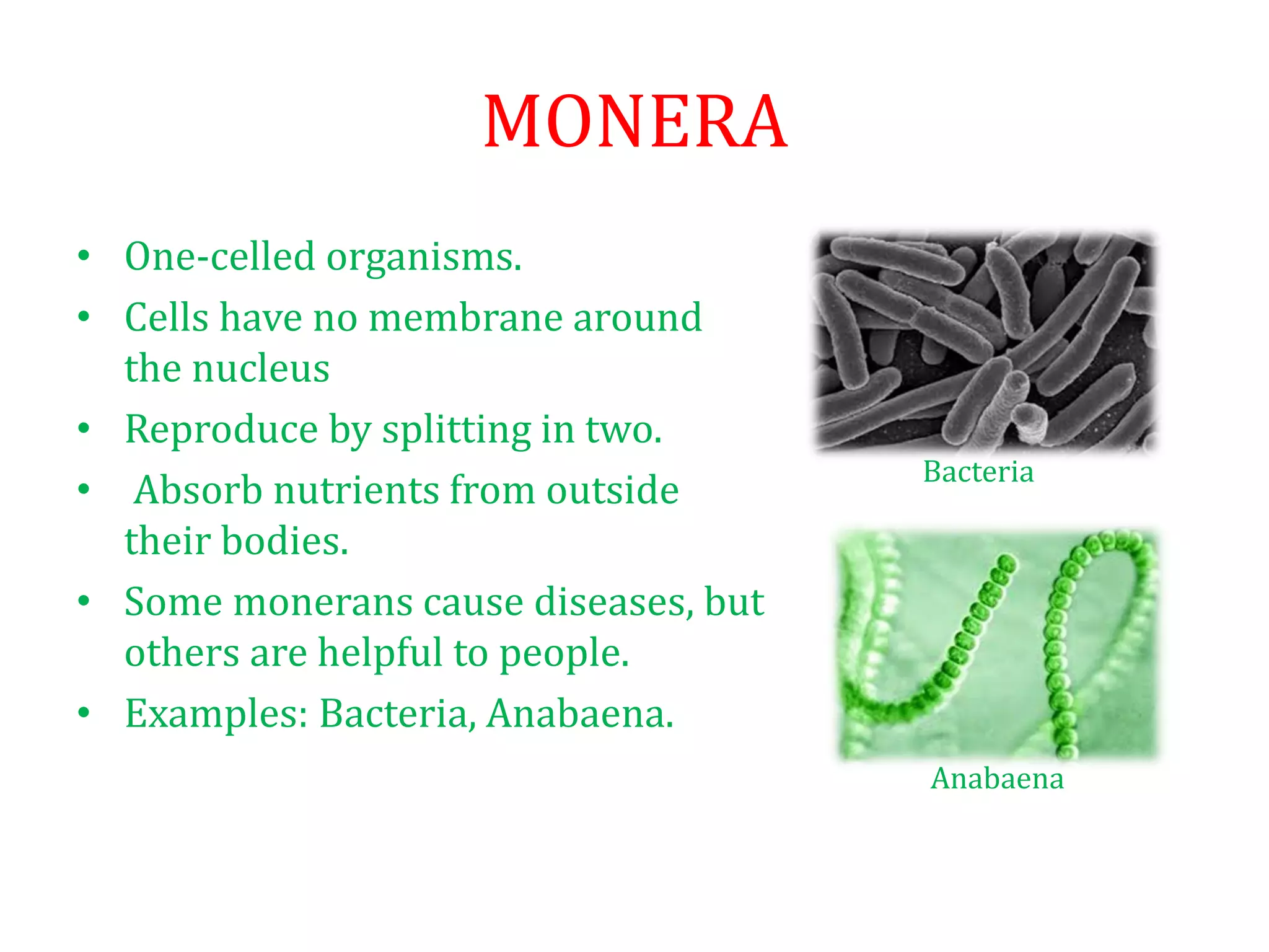 Diversity in living organisms | PDF