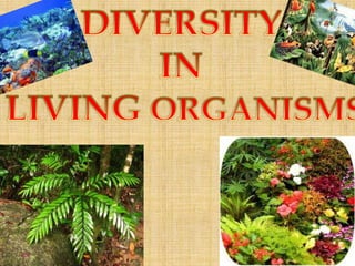 Diversity in living organisms | PPTX