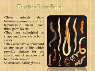 Diversity in living organisms | PPTX