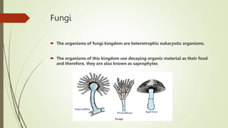DIVERSITY IN LIVING ORGANISMS.pptx