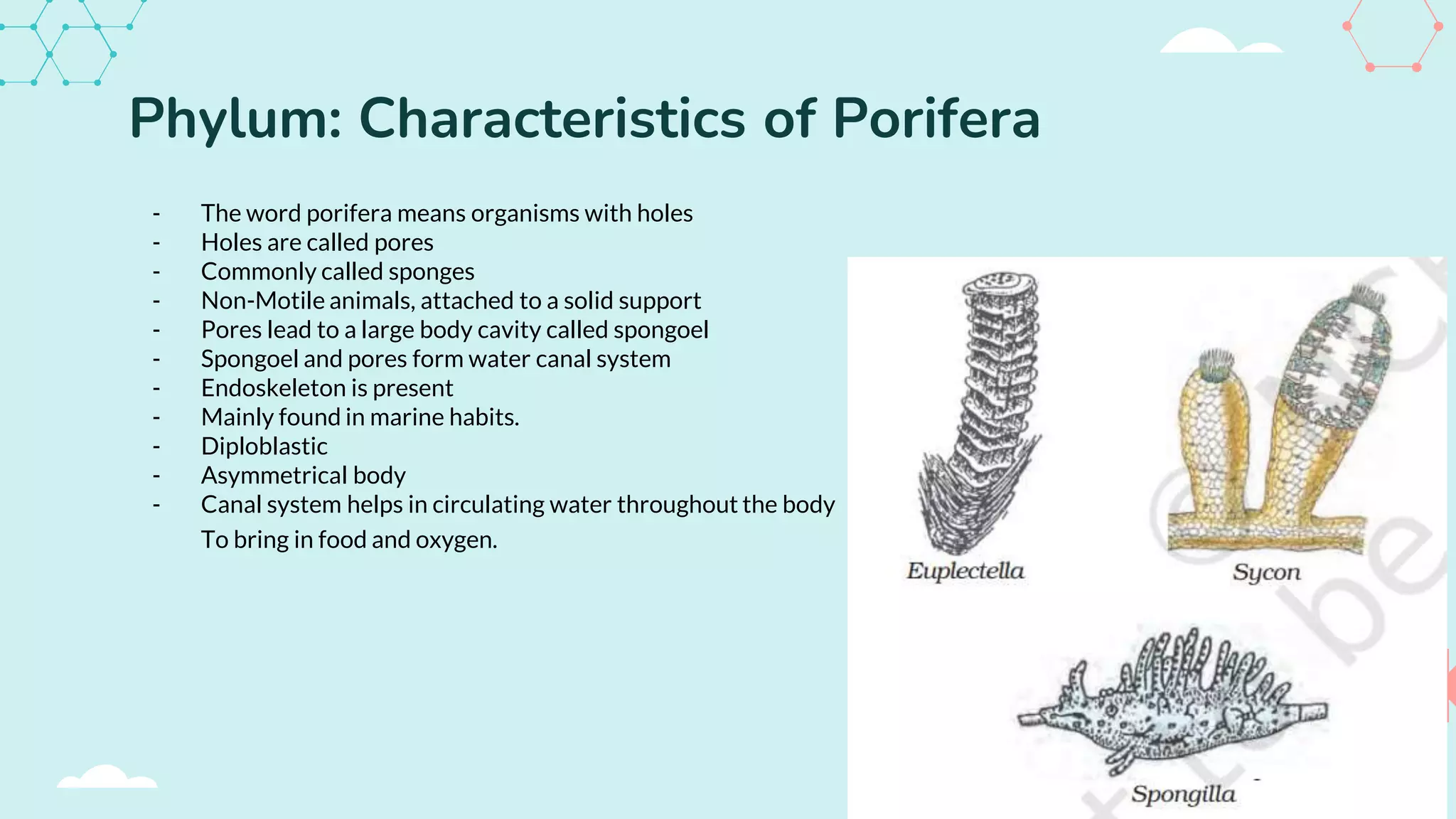 Diversity IN Living Organisms Class 9 Biology (1).pptx