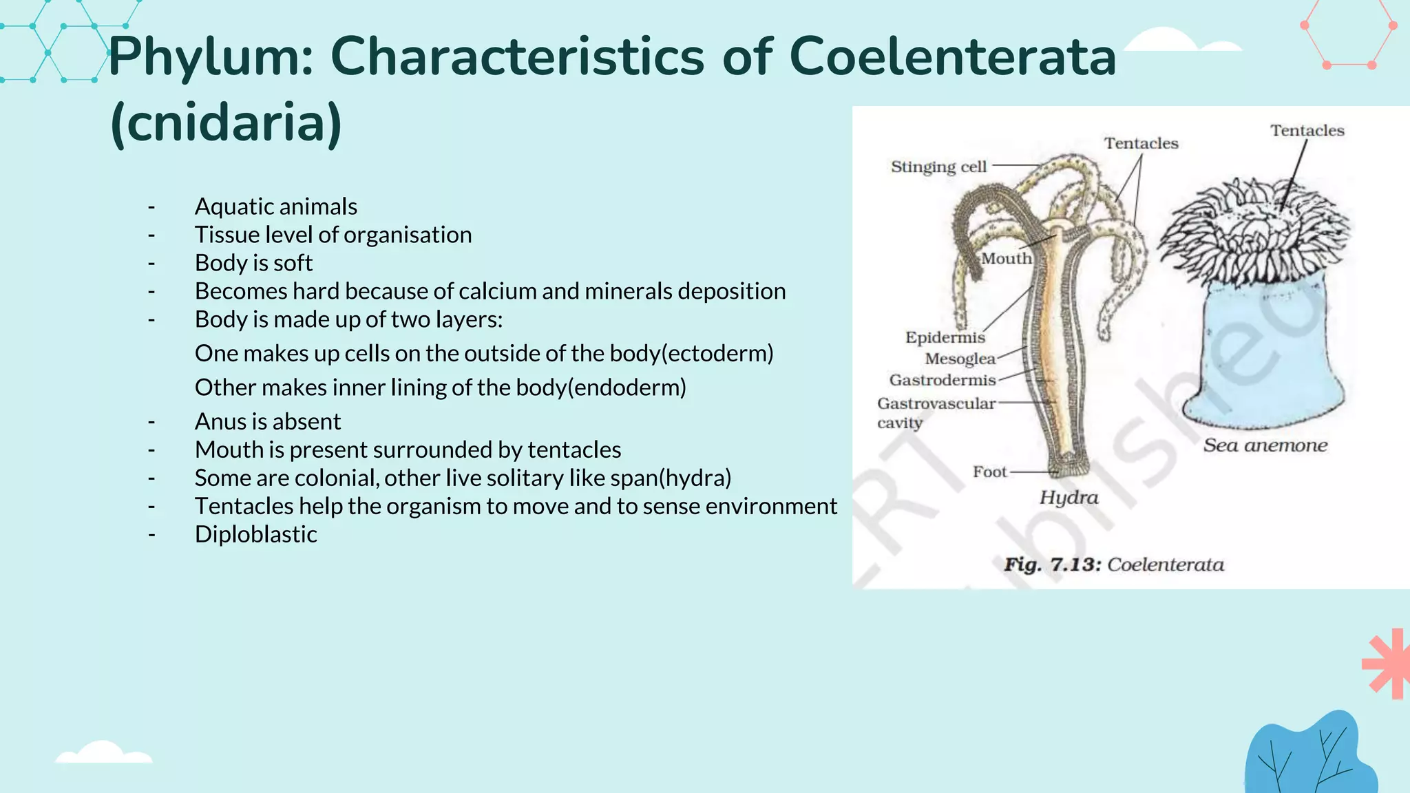 Diversity IN Living Organisms Class 9 Biology (1).pptx