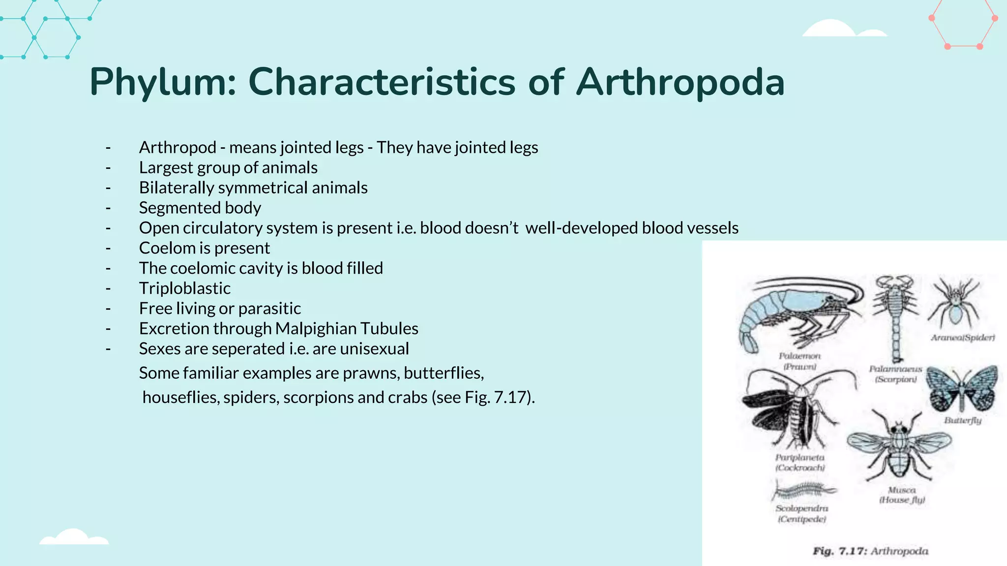 Diversity IN Living Organisms Class 9 Biology (1).pptx