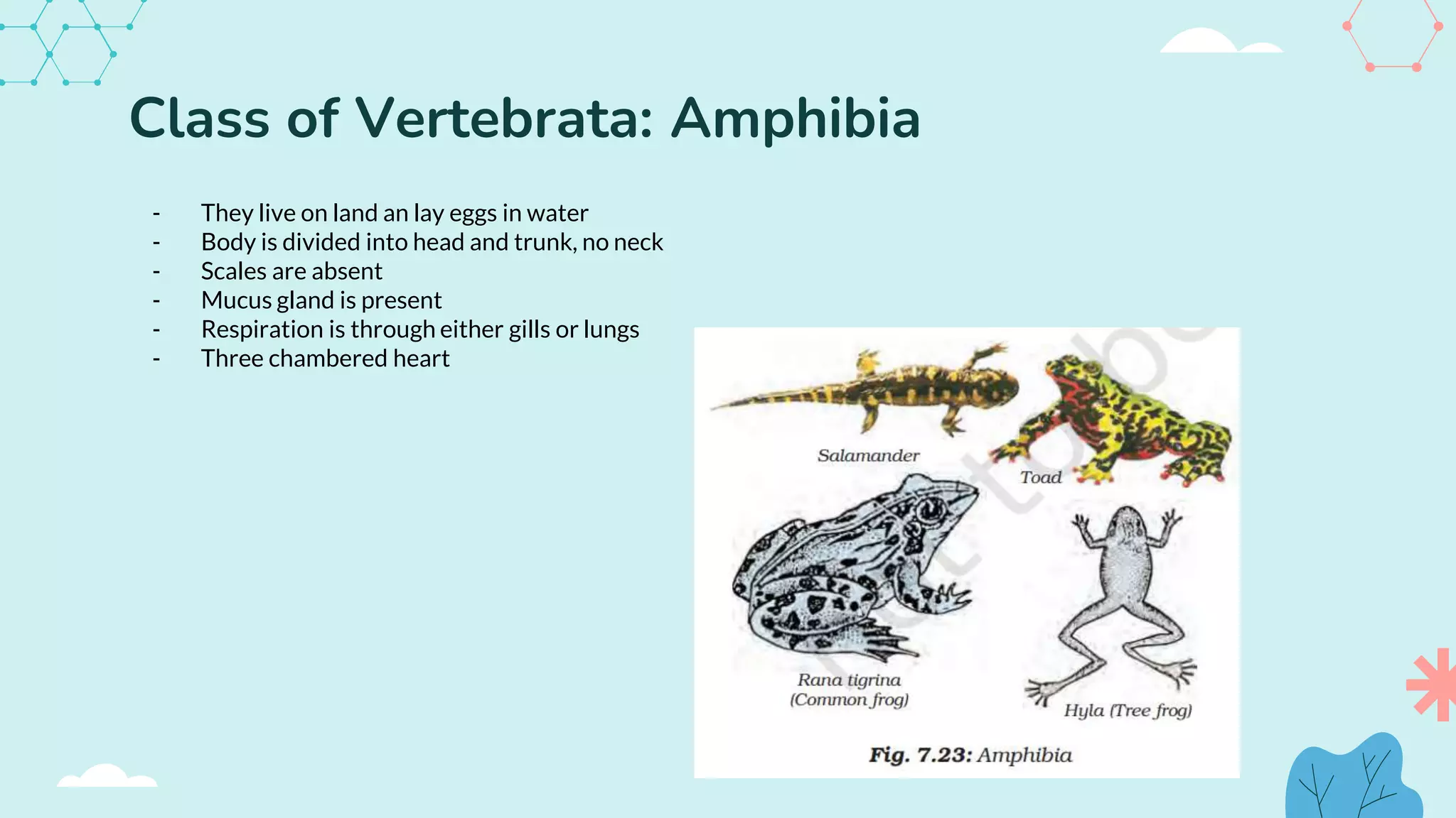 Diversity IN Living Organisms Class 9 Biology (1).pptx