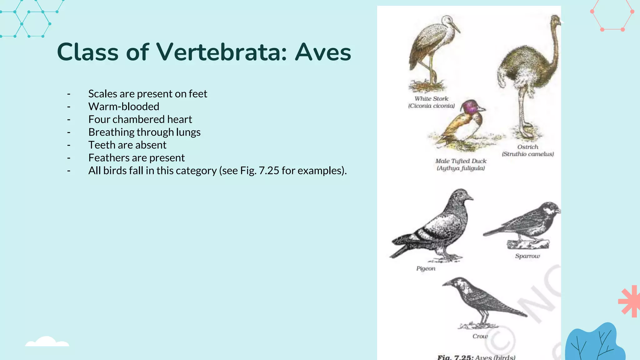 Diversity IN Living Organisms Class 9 Biology (1).pptx