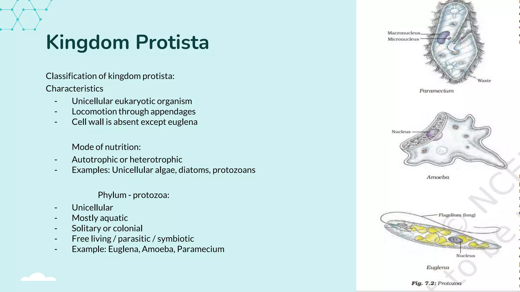 Diversity IN Living Organisms Class 9 Biology (1).pptx