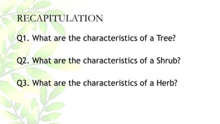 Plants and their classification | PPTX