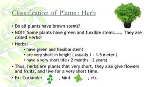 Plants and their classification | PPTX