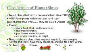 Classification Of Plants Herbs Shrubs Trees