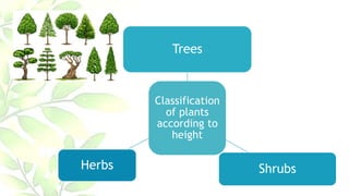 Classification Of Plants Herbs Shrubs Trees