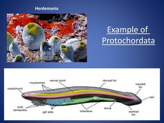 Examples Of Protochordata