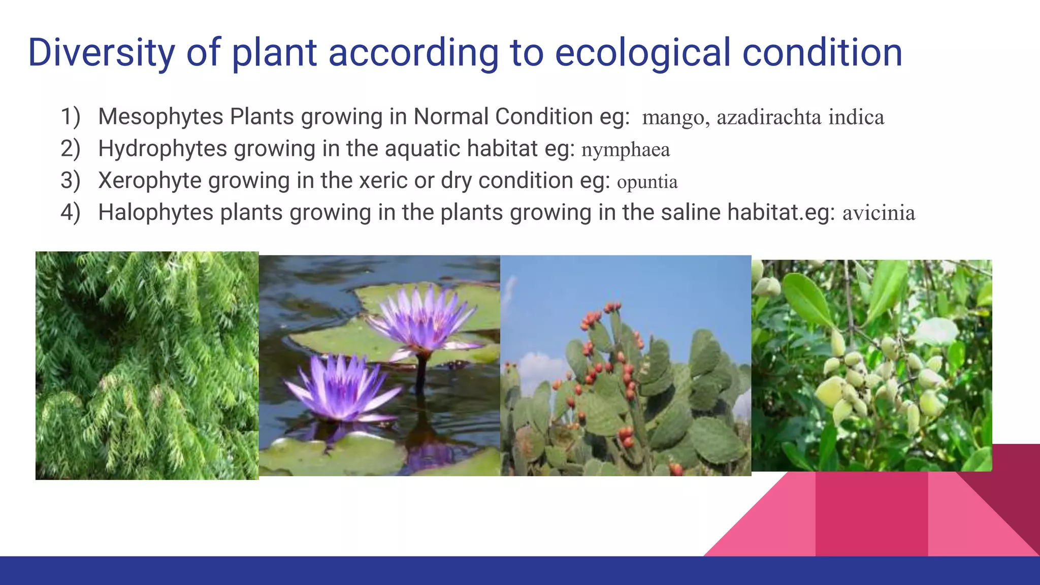Diversity in Plant Habits.pptx
