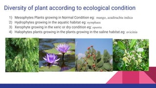 Diversity in Plant Habits.pptx